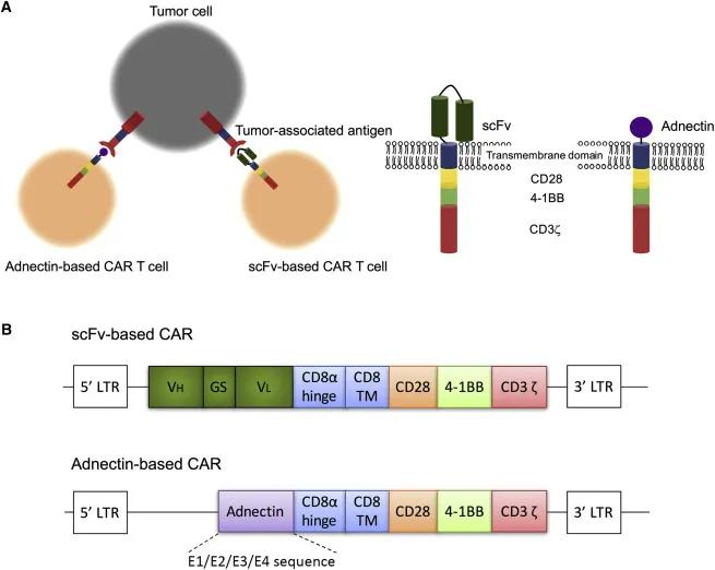 Research protein?Modified protein?Let's take a look at the protein ...