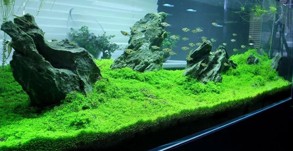 For landscaping in grass tanks, those who want to grow "mini dwarf" on ...
