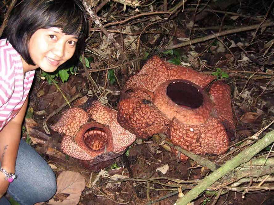 Rafflesia's stand up, popular science, don't be scared by the “horror ...