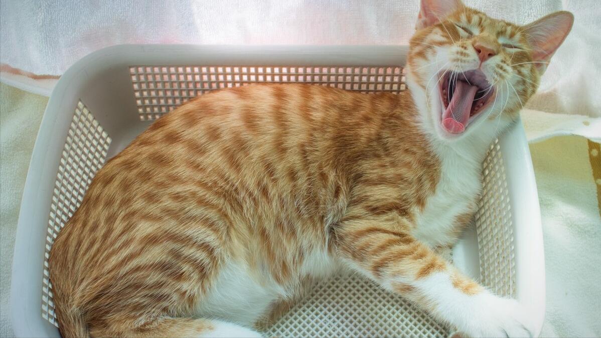 Cat ascites is not incurable. Today with advanced medical treatment, we ...