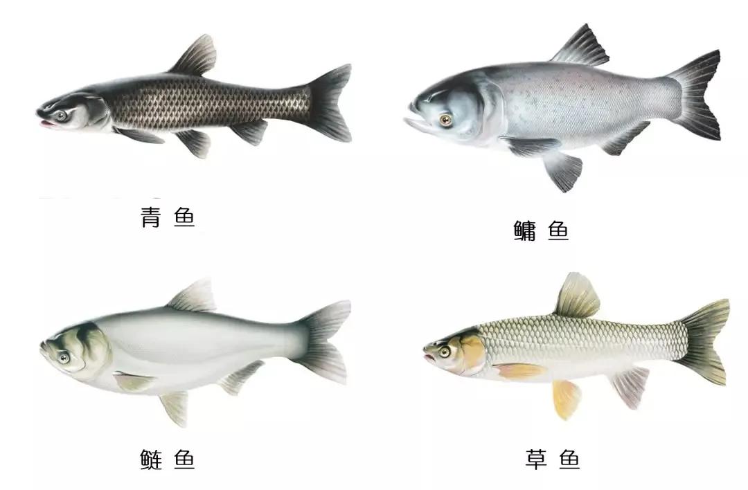 The Yangtze River reappears four rare creatures!Although the fishing ...