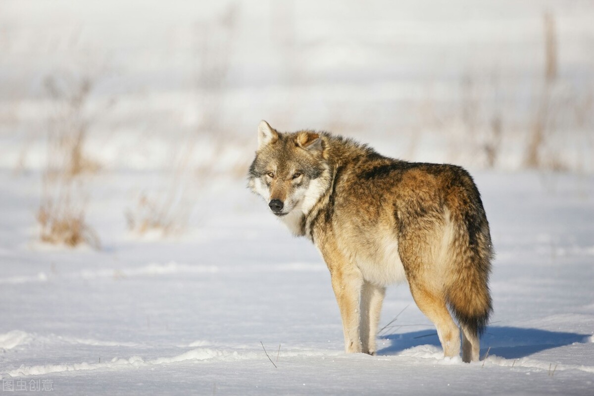 Where are wolves in China? - iMedia