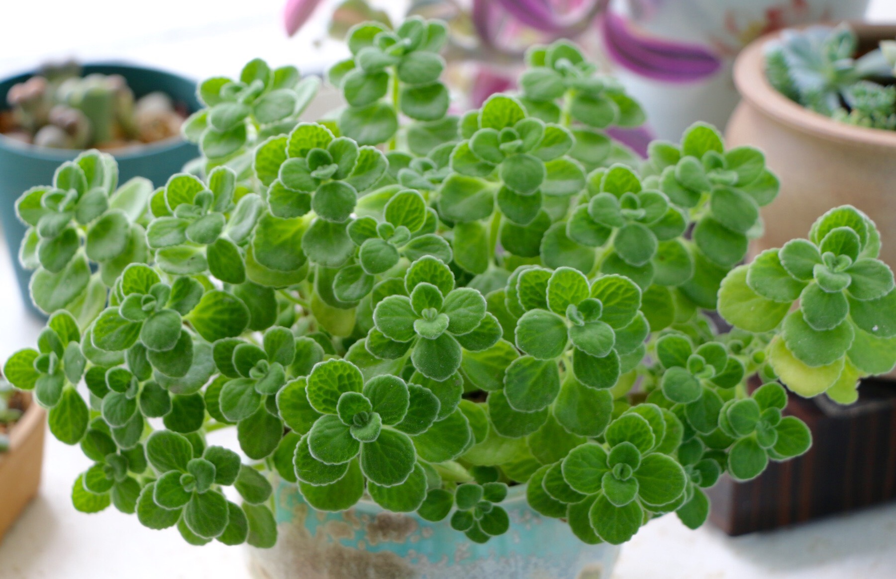 The recognized "six kinds of healthy flowers", it is recommended to ...