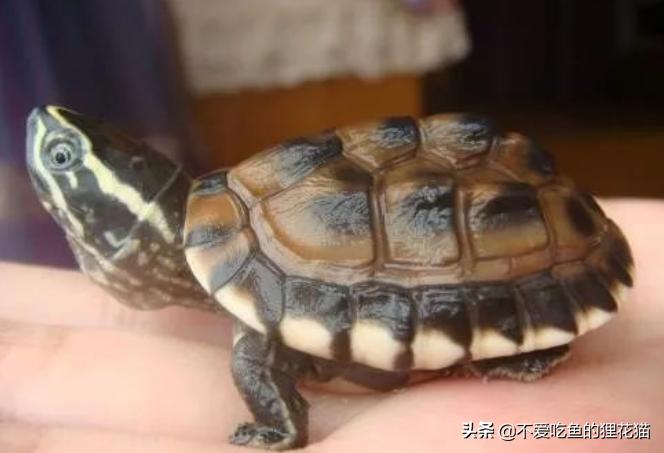Malayan snail-eating turtle widely distributed in Southeast Asia: one ...