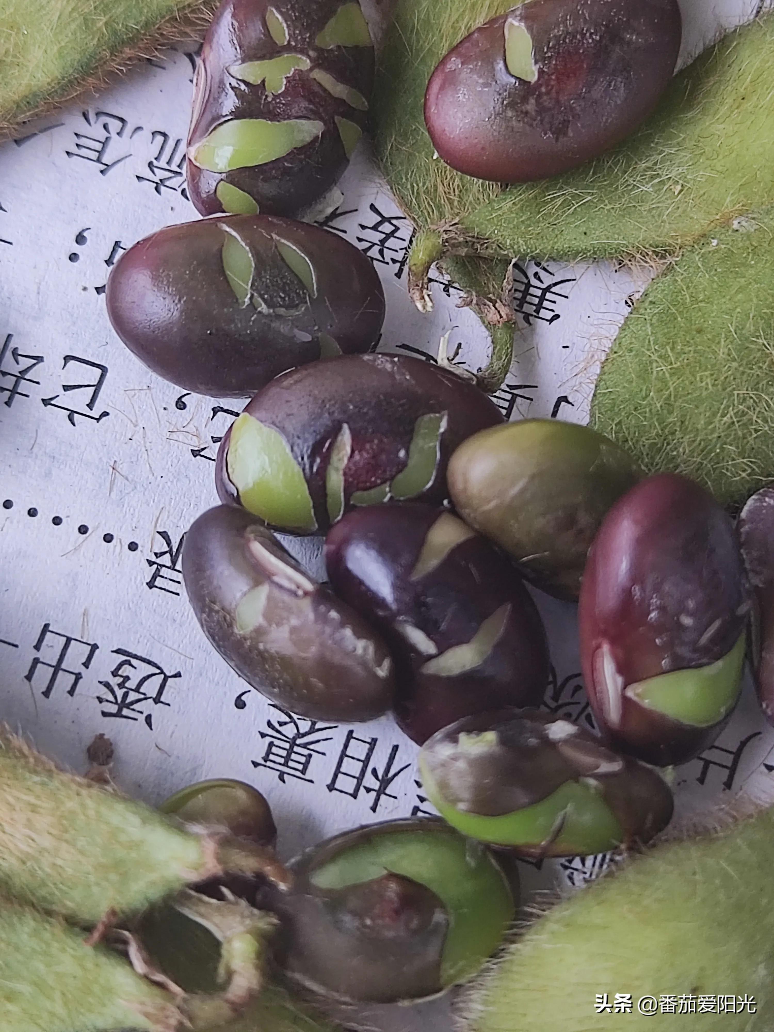 Green core, red skin, does it mean that Acacia red beans grow in the ...