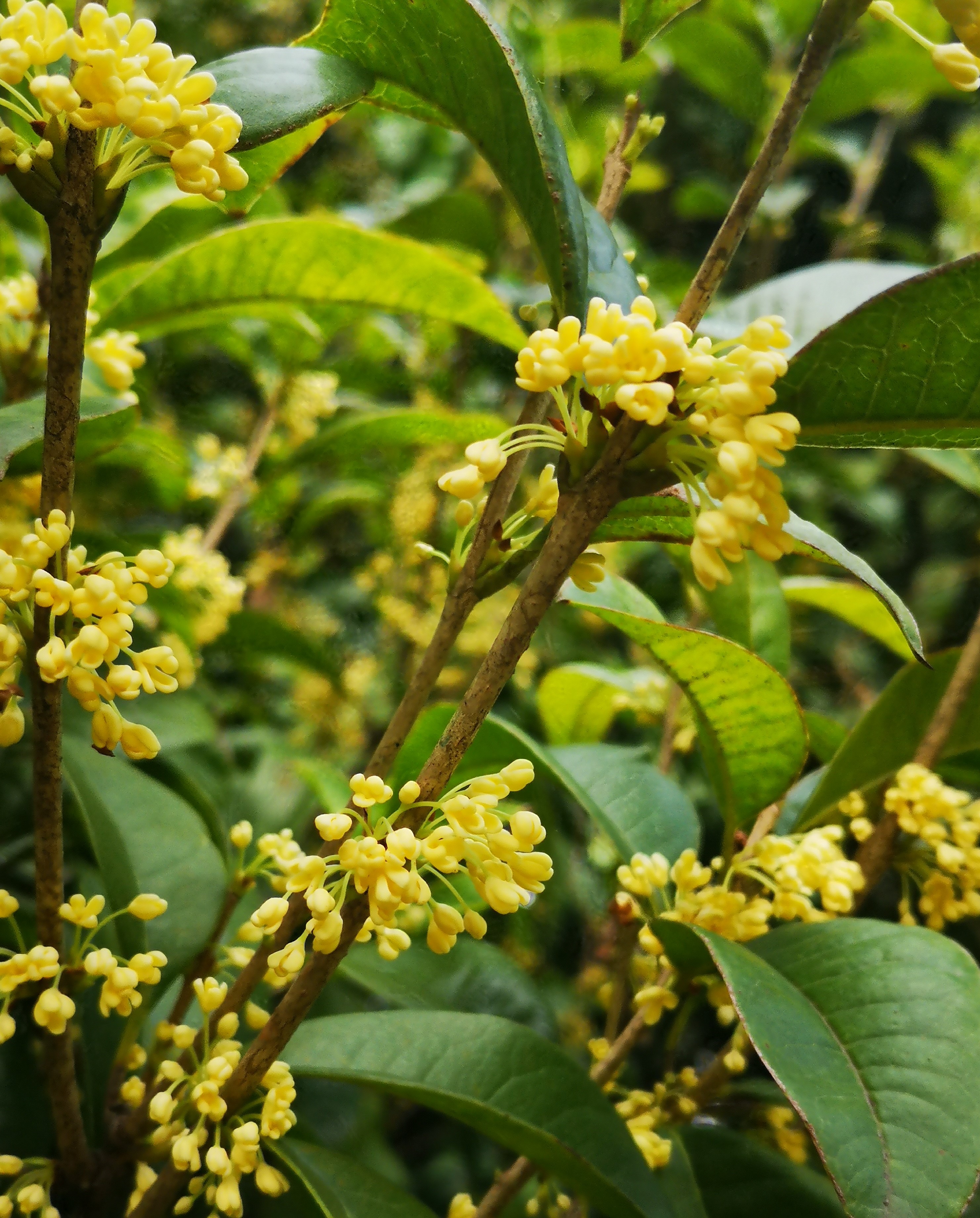 Ten poems of osmanthus in August - iMedia