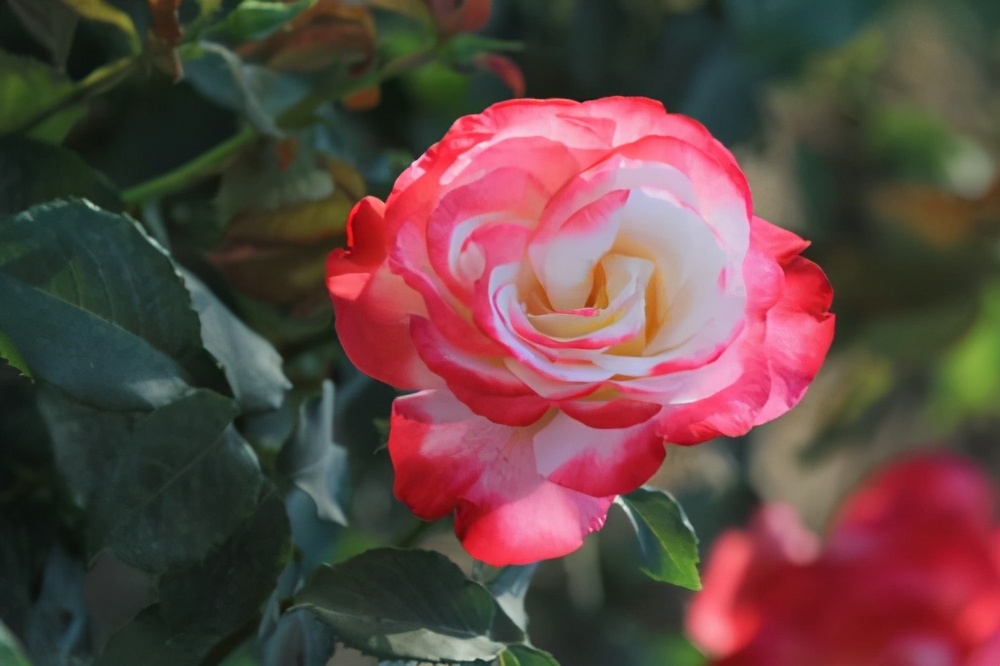 Let's grow a rose "Mei Mei" on the balcony. When the flower blooms, it ...