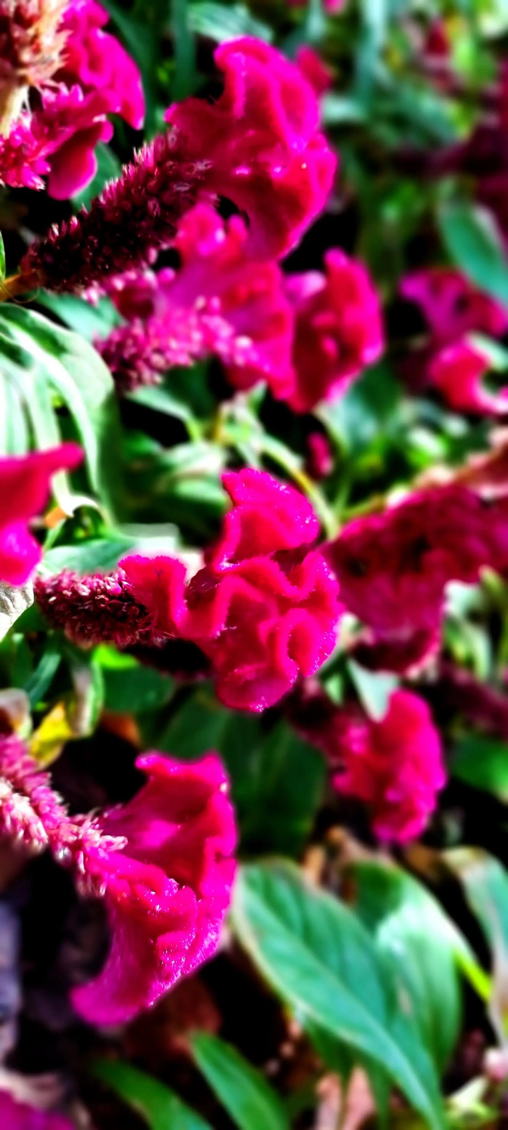 The cockscombs that can be viewed, edible and medicinal, are all ...