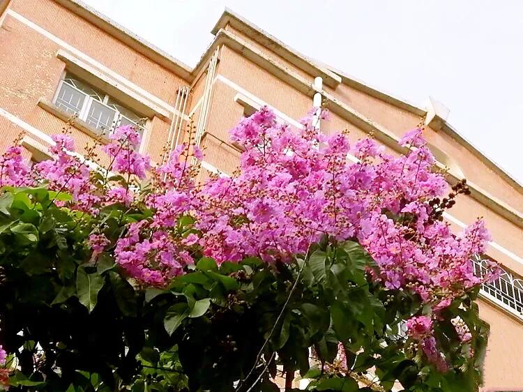 Beautiful arbor flowers ~ Lagerstroemia indica - iMedia