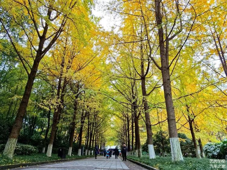 Chengdu ginkgo season: more than just a touch of golden beauty - iMedia
