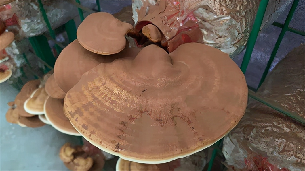 White meat Ganoderma lucidum completes genome sequencing - iMedia