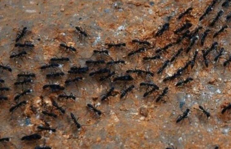 The weird "ant death vortex", a group of ants circling frantically ...