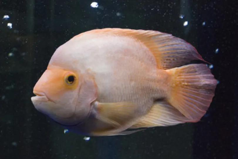 Blood parrot fish-macaw fish-rohan fish, they are all hybrids - iMedia