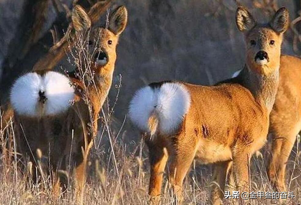 How silly is "Silly Roe Deer"?Inventory of "Northeast Mythical Beast ...