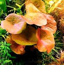 Transformed Flora: Use of Nymphaea minuta - iMedia