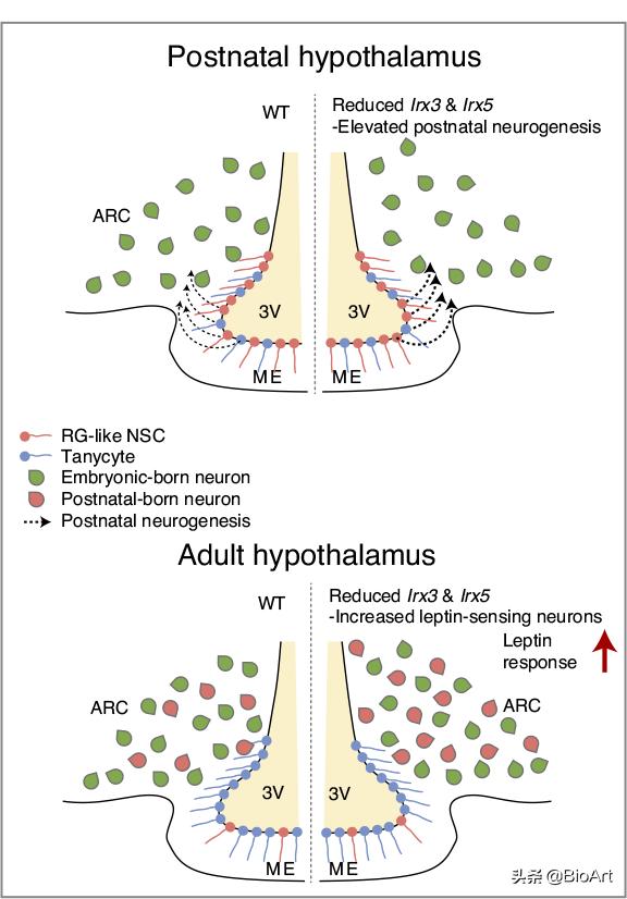 Irx3 and Irx5 affect the body's response to leptin and eating ...