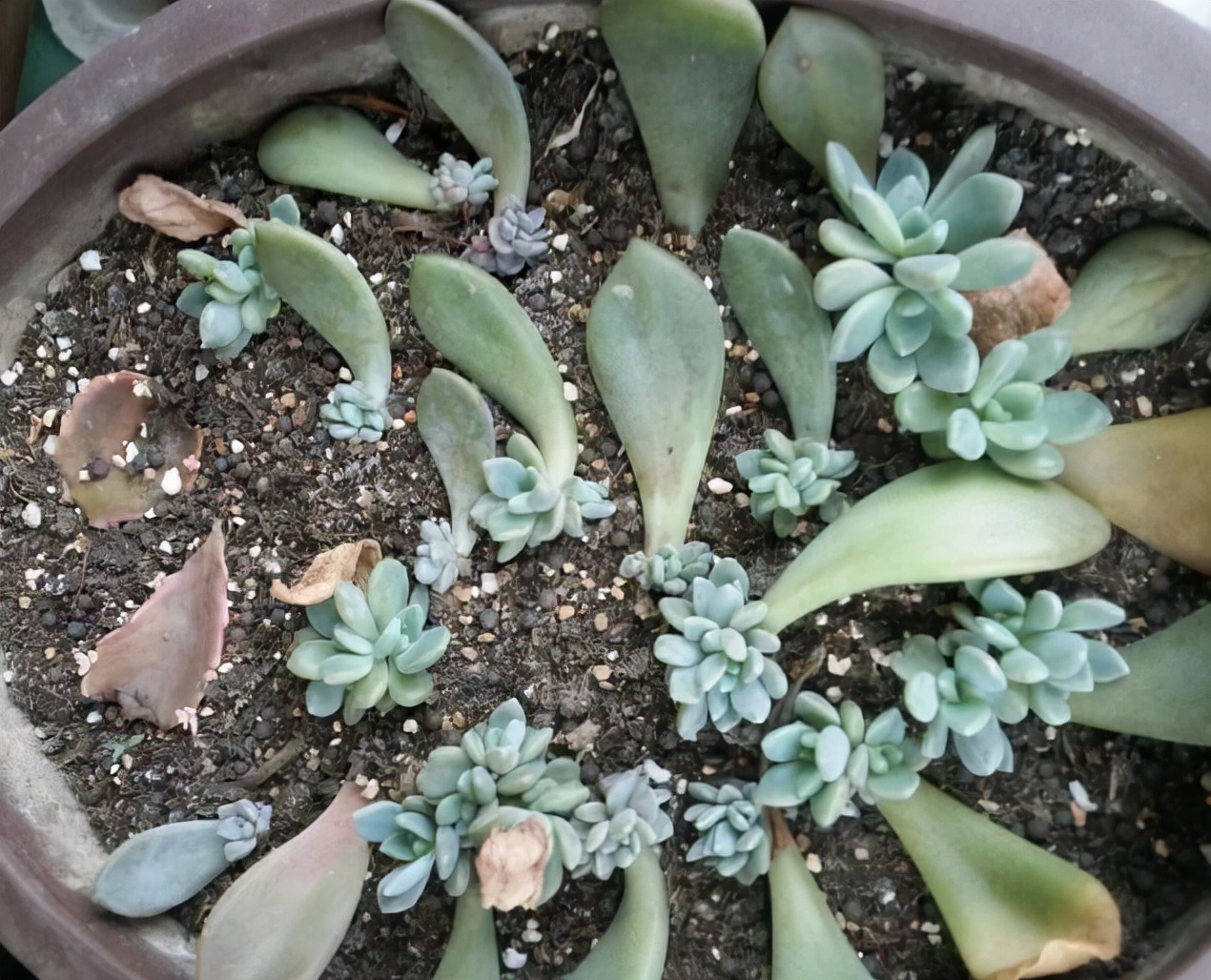 Raise this "succulent" in autumn, just put it in the pot, "watering ...