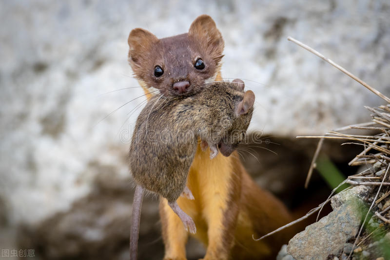 Weasel also has scary animals, and it's hard to escape when ...