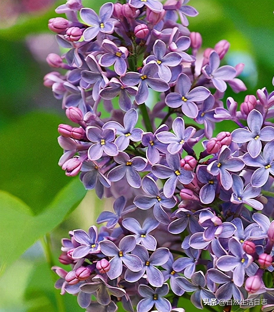 To create an elegant and soft garden, you need these 12 lovely flowers ...