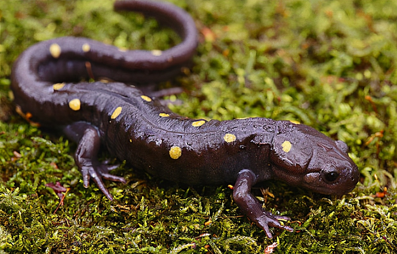 Animals with "special" abilities in nature - iMedia