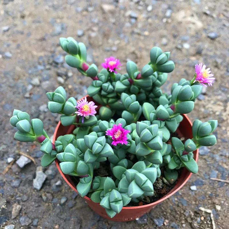 The succulents of the Apricot family, there are many genera, you must ...