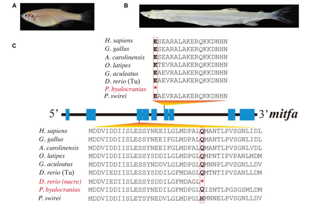 BGI Publishes Research Papers Related to Melanin Gene Evolution - iMedia