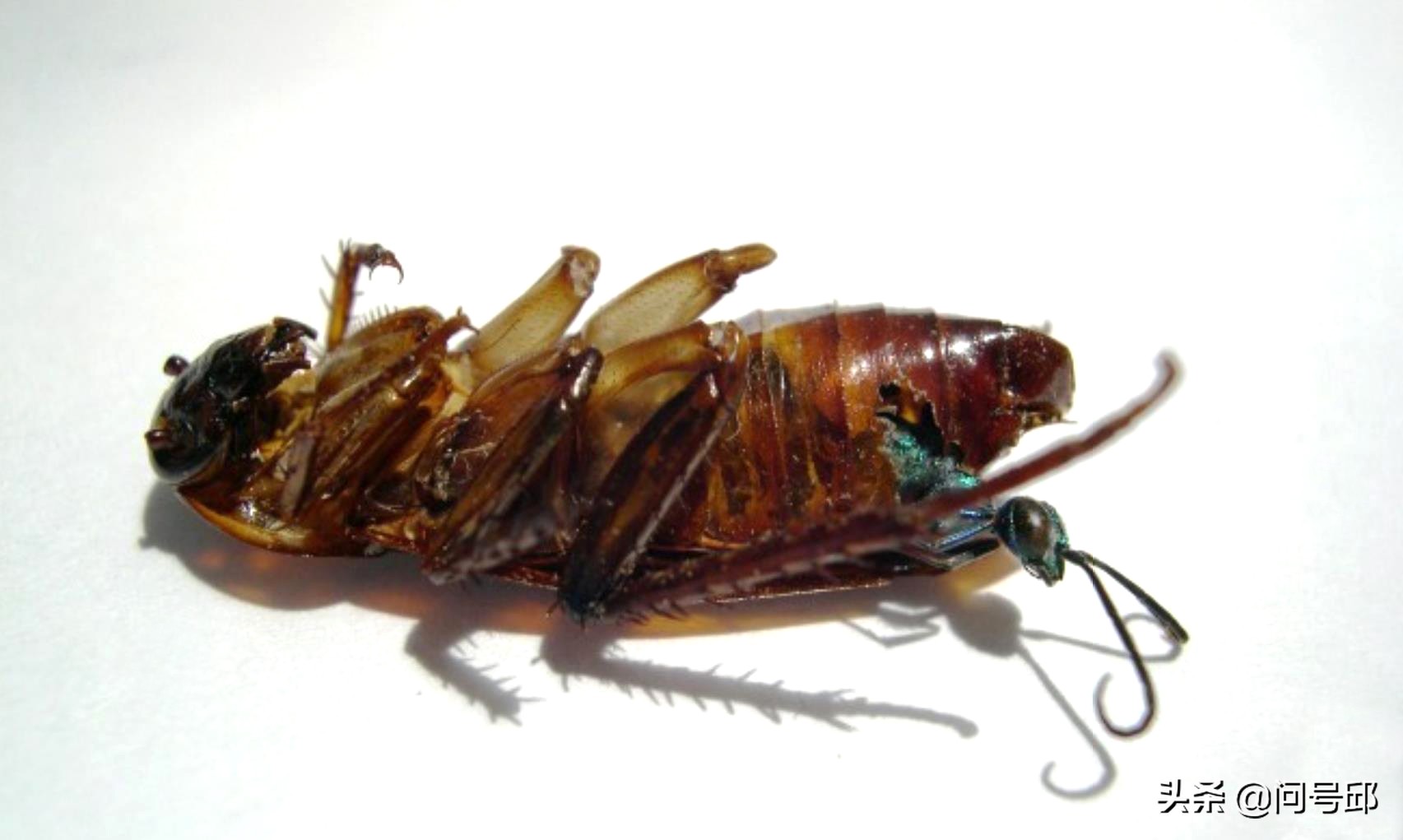 Cockroaches become the queen surrogate of parasitic wasps, and the ...