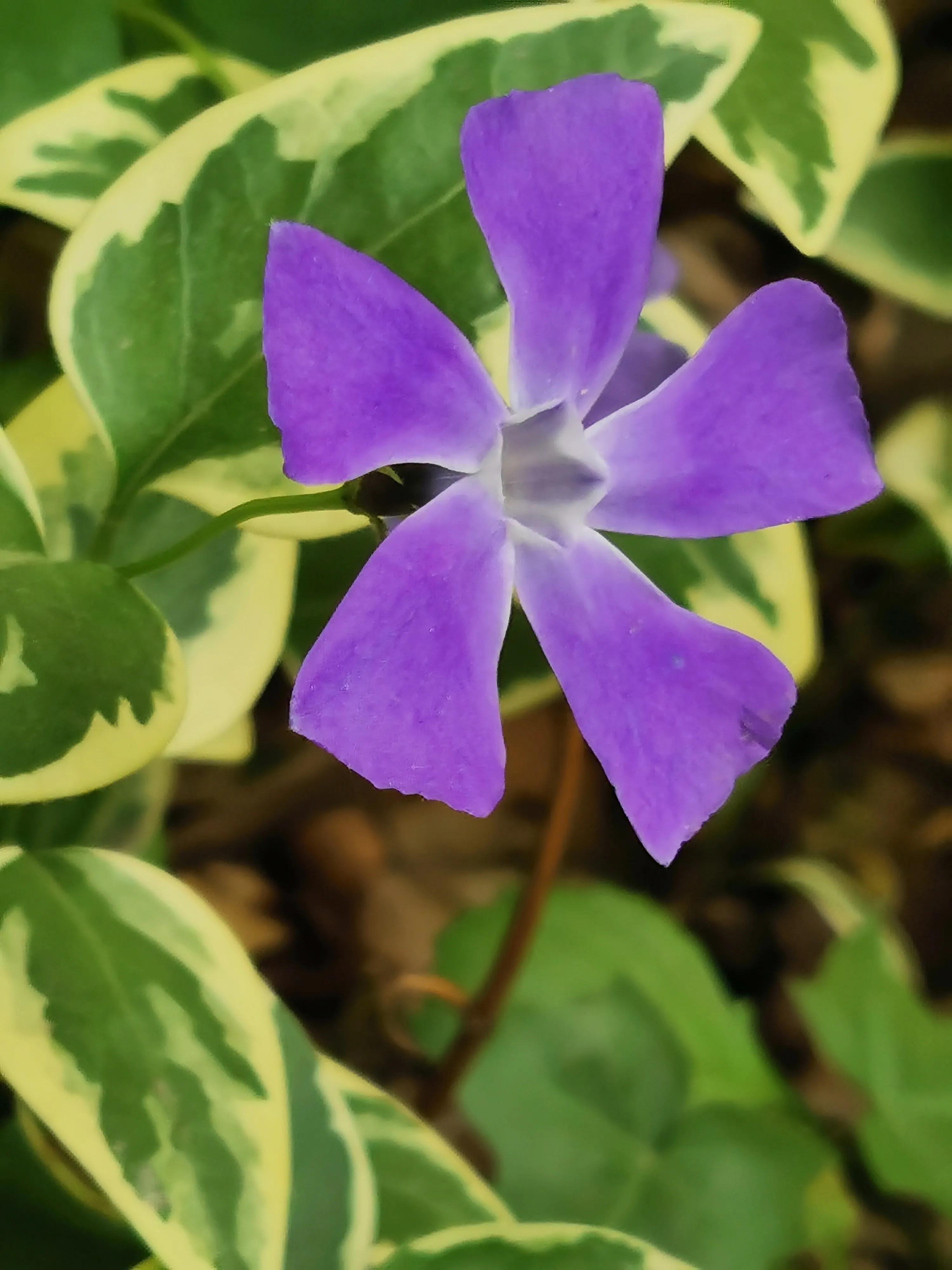 Pingyin rose with the shoot - iMedia