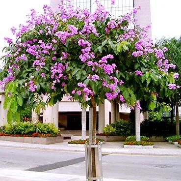Beautiful arbor flowers ~ Lagerstroemia indica - iMedia