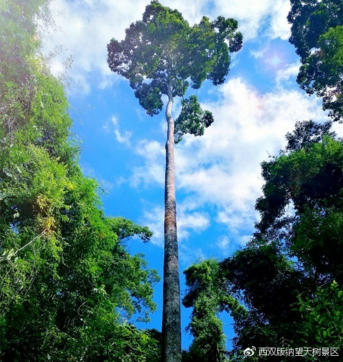Wangtianshu, the tallest tree in China - iMedia