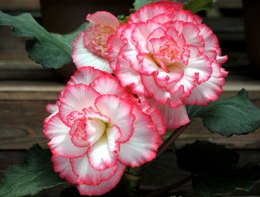 The daily maintenance of Begonia tuberhybridae is very important in its ...