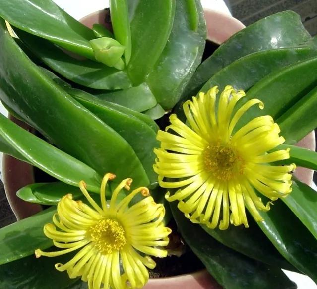 The succulents of the Apricot family, there are many genera, you must ...