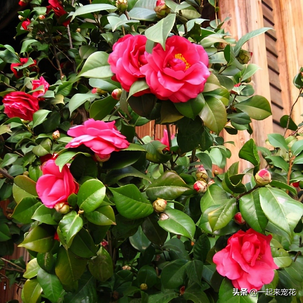 Don't buy 4 kinds of flowers in spring, it's not too late to grow them ...