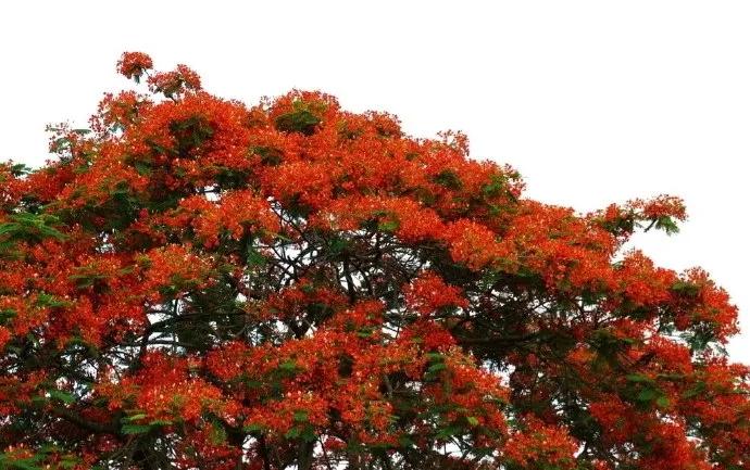 Prose: One Tree Flower Red Phoenix Tree - iMedia