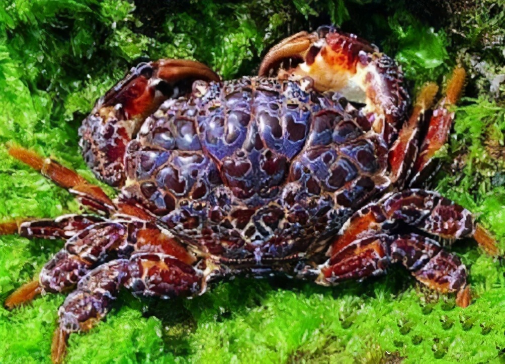 The most poisonous marine creatures in the world - iMedia