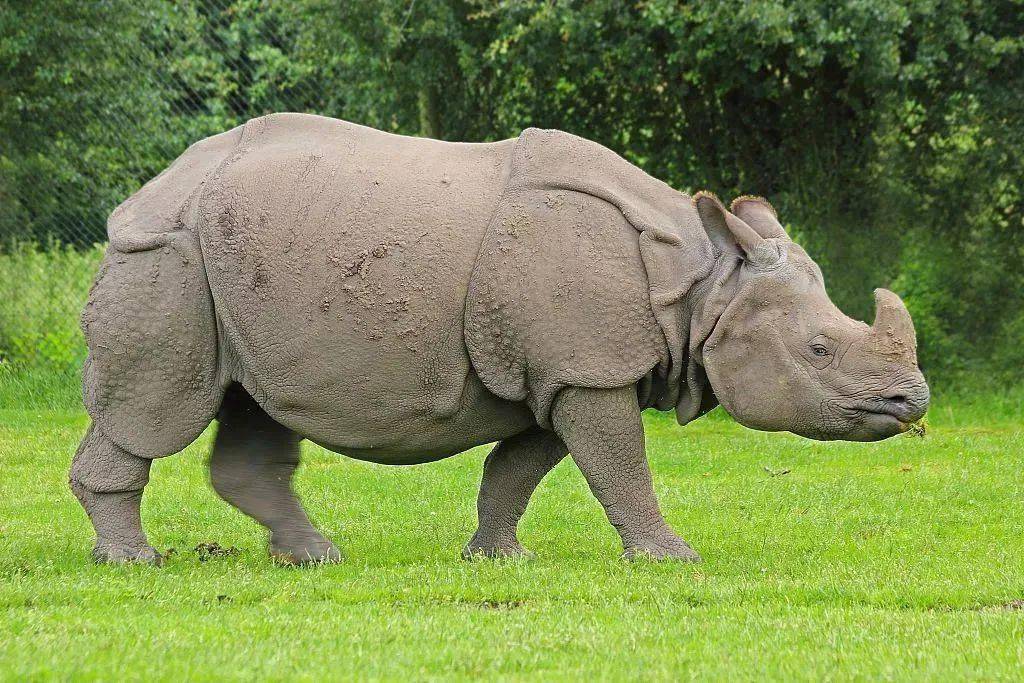 Critically Endangered Java Rhino - iMedia