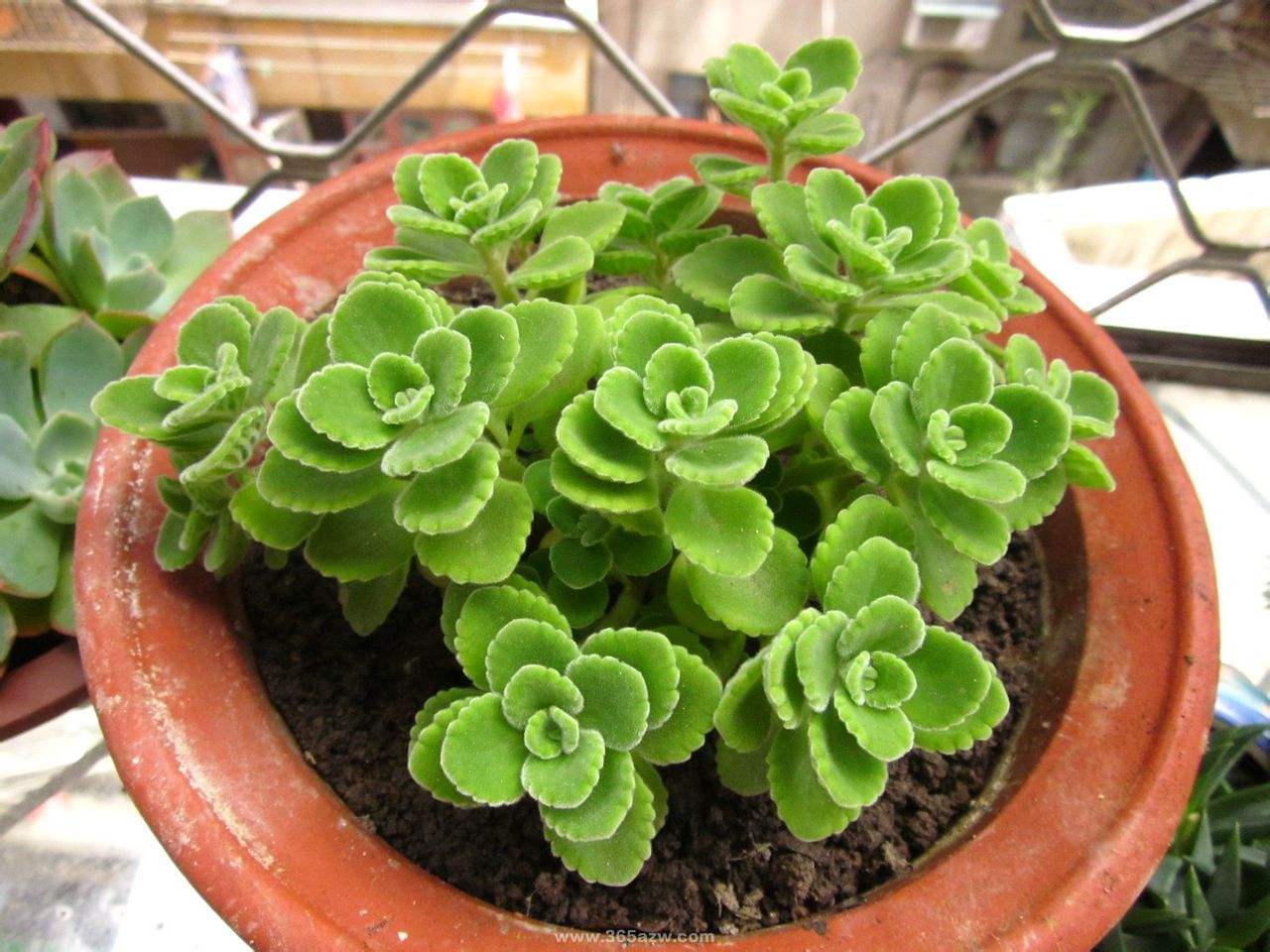 The recognized "six kinds of healthy flowers", it is recommended to ...