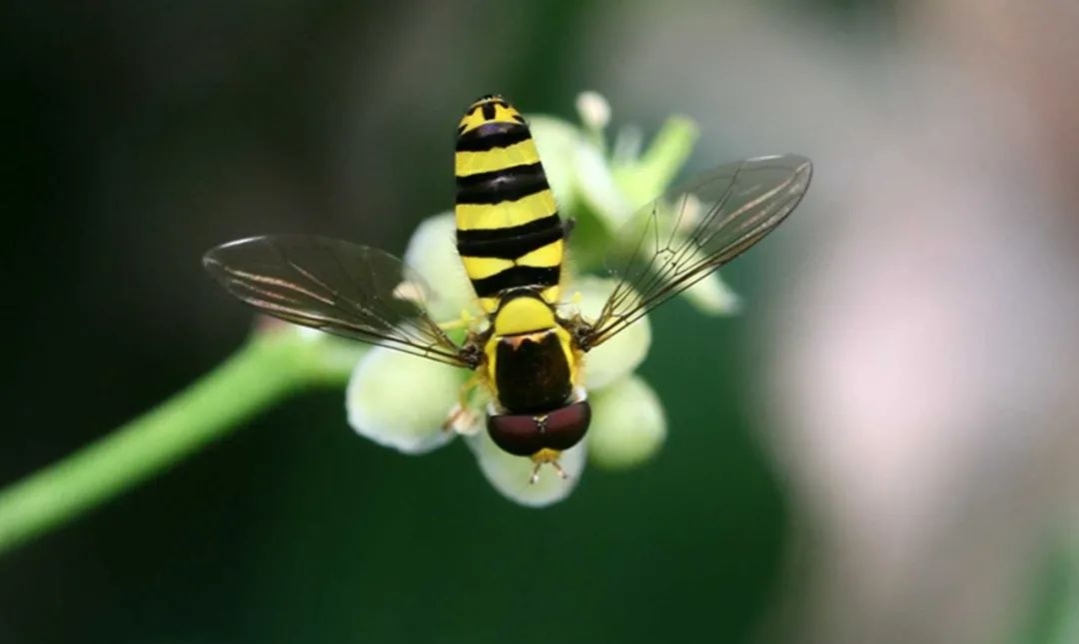 A large family in the insect kingdom-hoverfly - iMedia