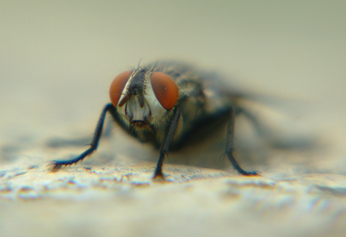 Why would a fly twist its head off to play?Why can a fly live without a ...