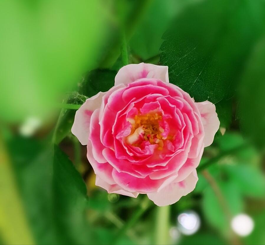 Seven classifications of rose varieties - iMedia