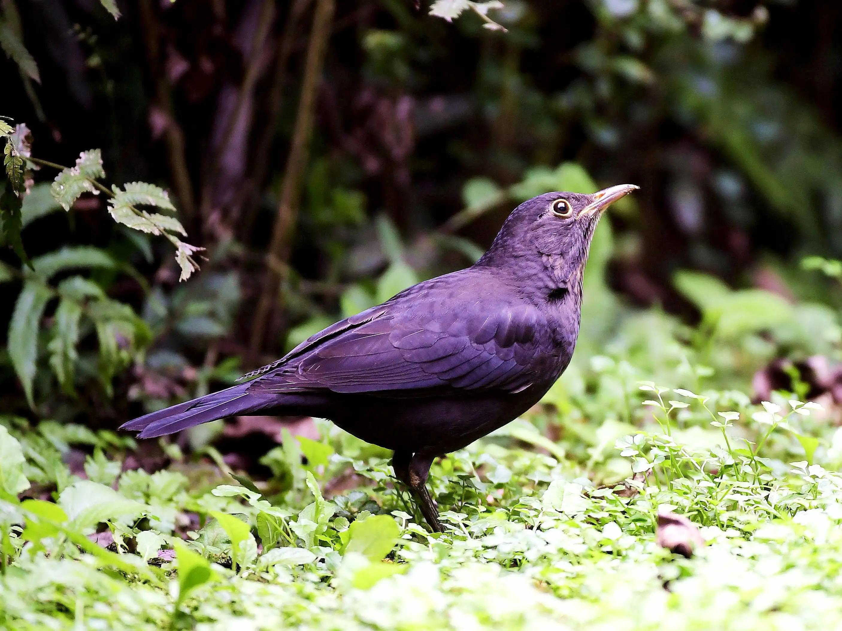 The blackbird is the national bird of Sweden (Thrush 18) - iMedia