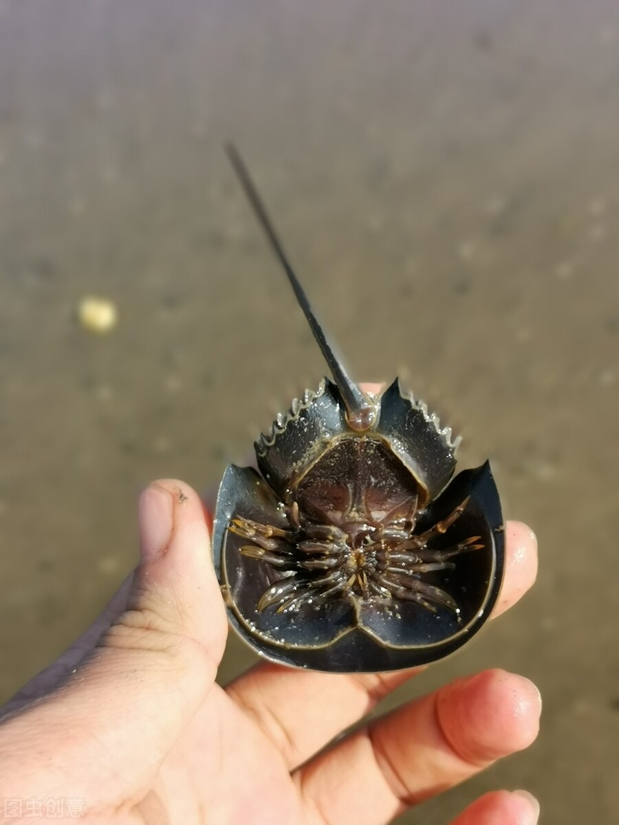 The limulus, which contains a mysterious substance in the blood, was ...