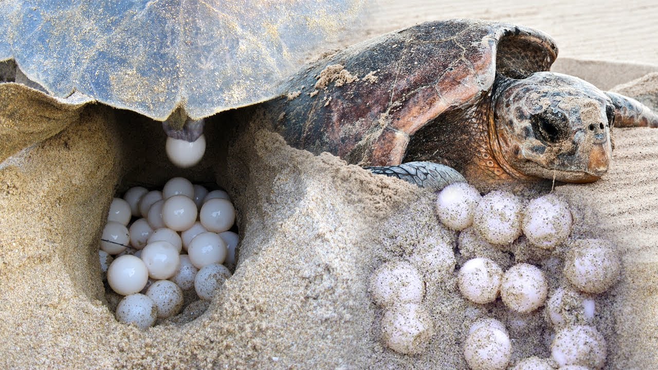 How long is the longest life span of a tortoise?Why do turtles live so ...