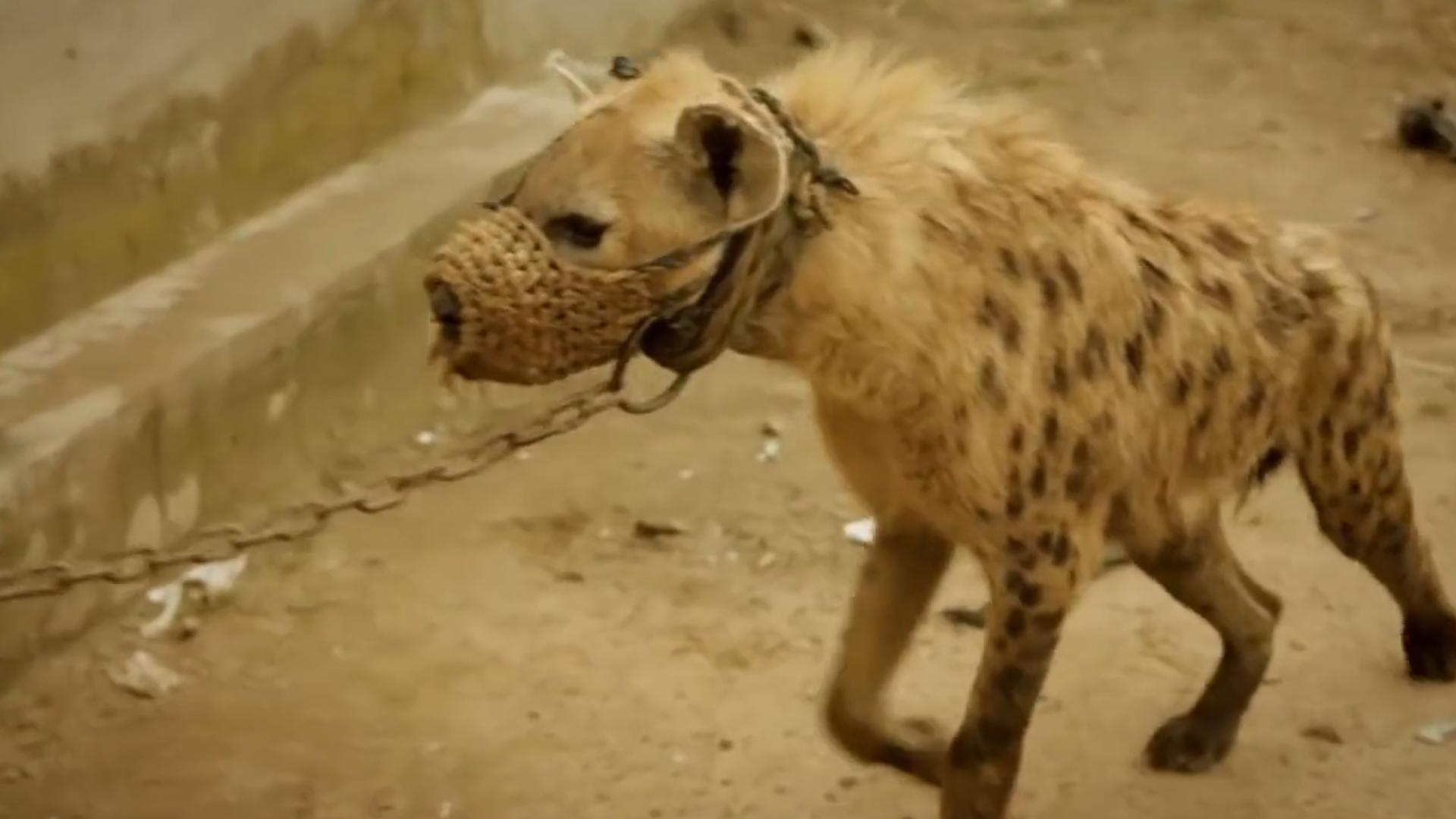 Why do hyenas, who are not afraid of lions, stay away from Africans?The ...