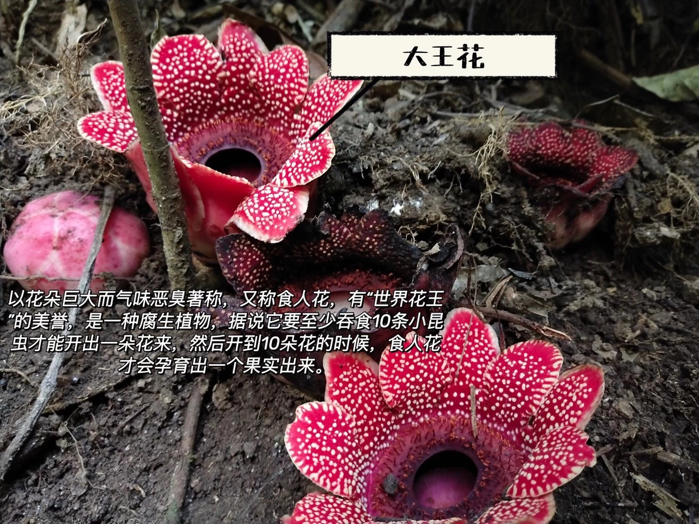 Rafflesia's stand up, popular science, don't be scared by the “horror ...