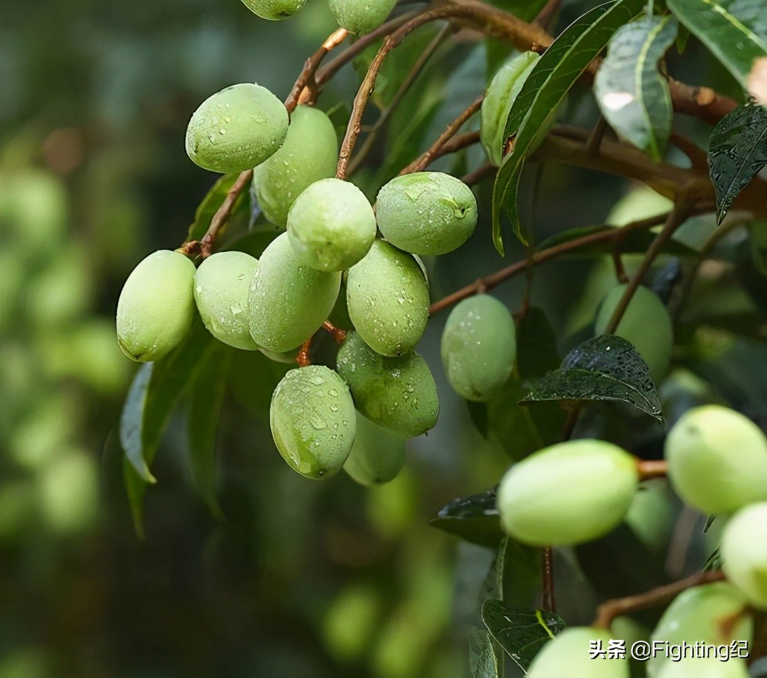 Not all olives called "olives" - iMedia