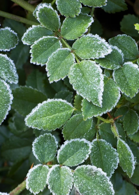 Bai Juyi's "flowers are not flowers, fogs are not fog" poems are ...