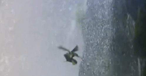 The speed is up to 350 km/h, the legendary "footless bird", the fastest ...