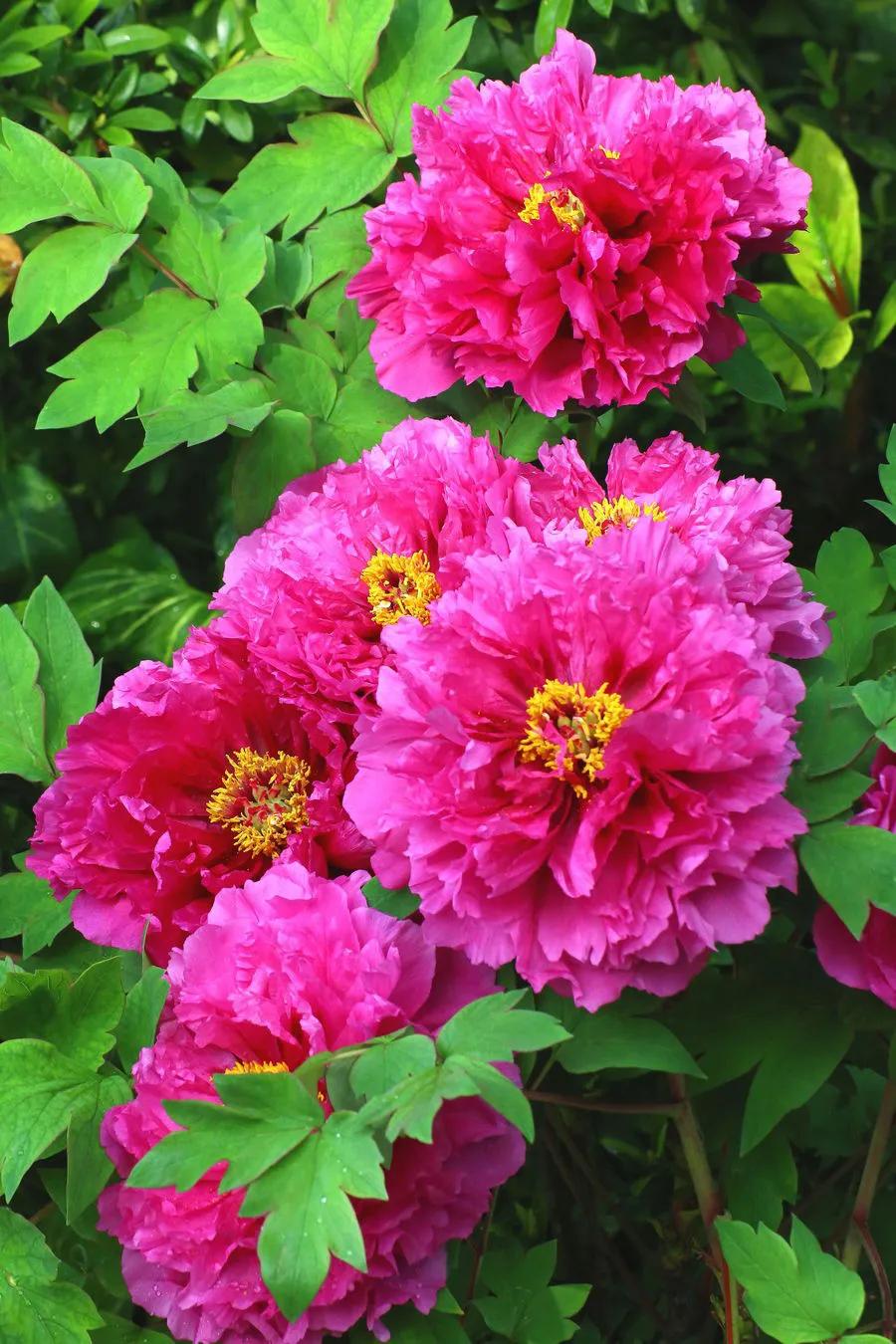 Set storm: Gu Yu - iMedia