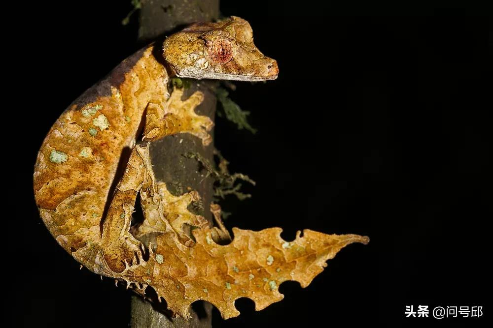 The "demon lizard", a master of camouflage in the animal kingdom: gray ...